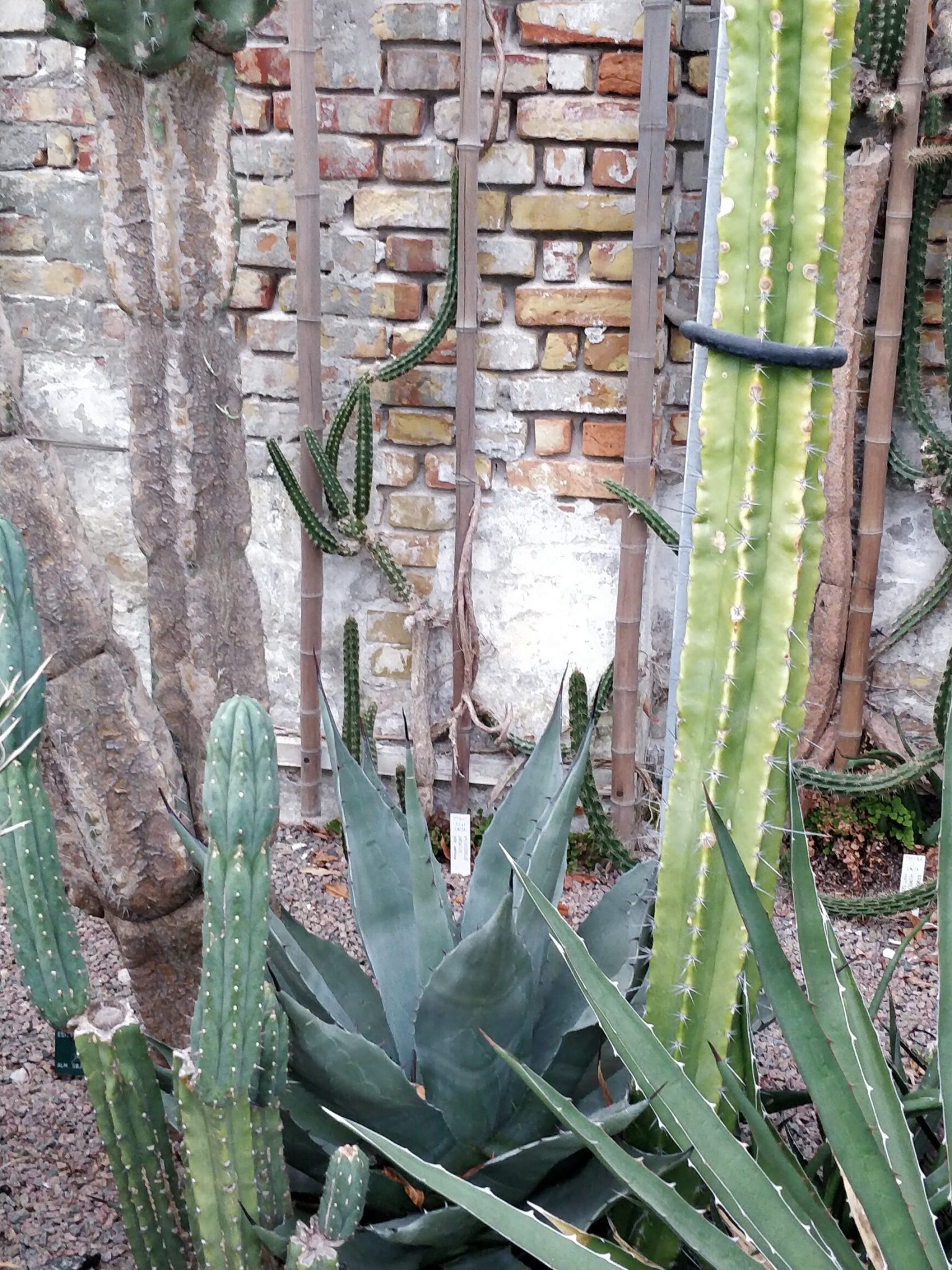 Selenicereus (Hylocereus, Deamia, ..) at the Botanical Gardens ...